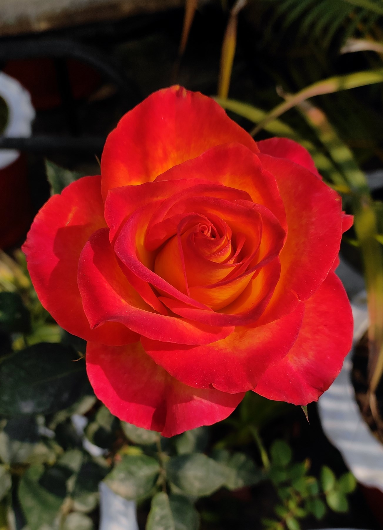 Guillermina Lisojo Rivera Obituary - Clearwater, FL