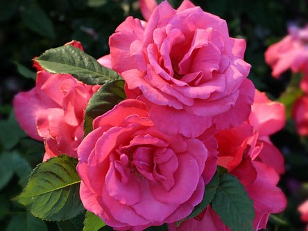 Kathryn (Kay) Dickens Obituary - Nashville, TN
